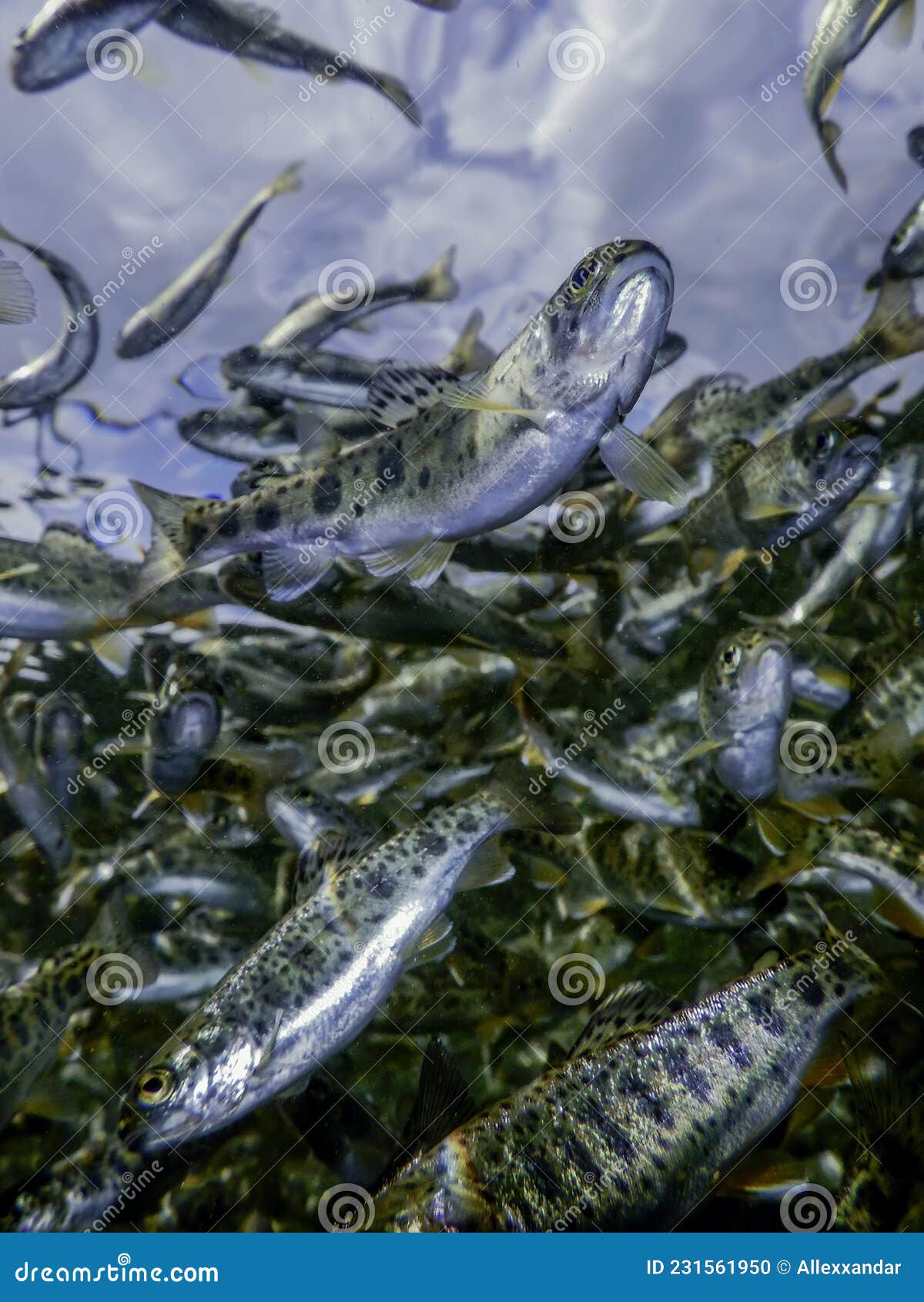 River Trout Swim Underwater, Trout Underwater Scene Stock Photo - Image ...