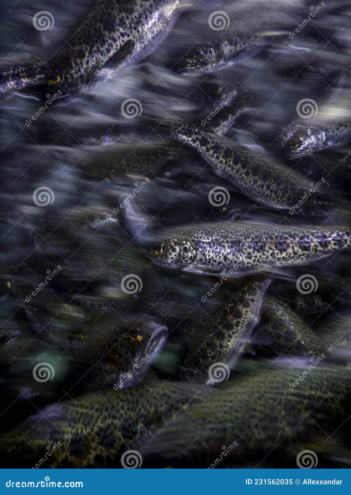 River Trout Swim Underwater, Trout Underwater Scene Stock Image - Image ...