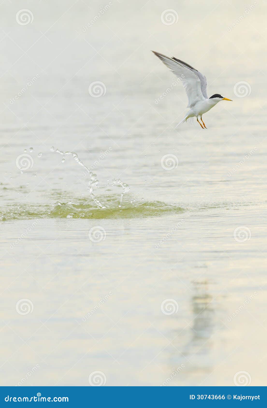 The River Turn flying stock photo. Image of nature, freedom - 30743666