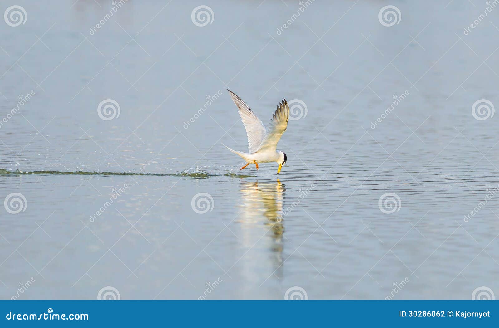 The River Turn (Sterna Aurantia) Flying Stock Photo - Image of ...