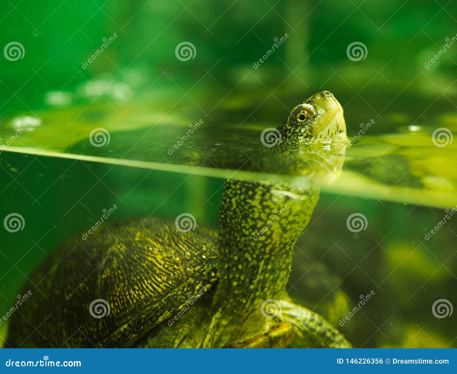 River Turtle in an Aquarium Stock Photo - Image of aquatic, lake: 146226356