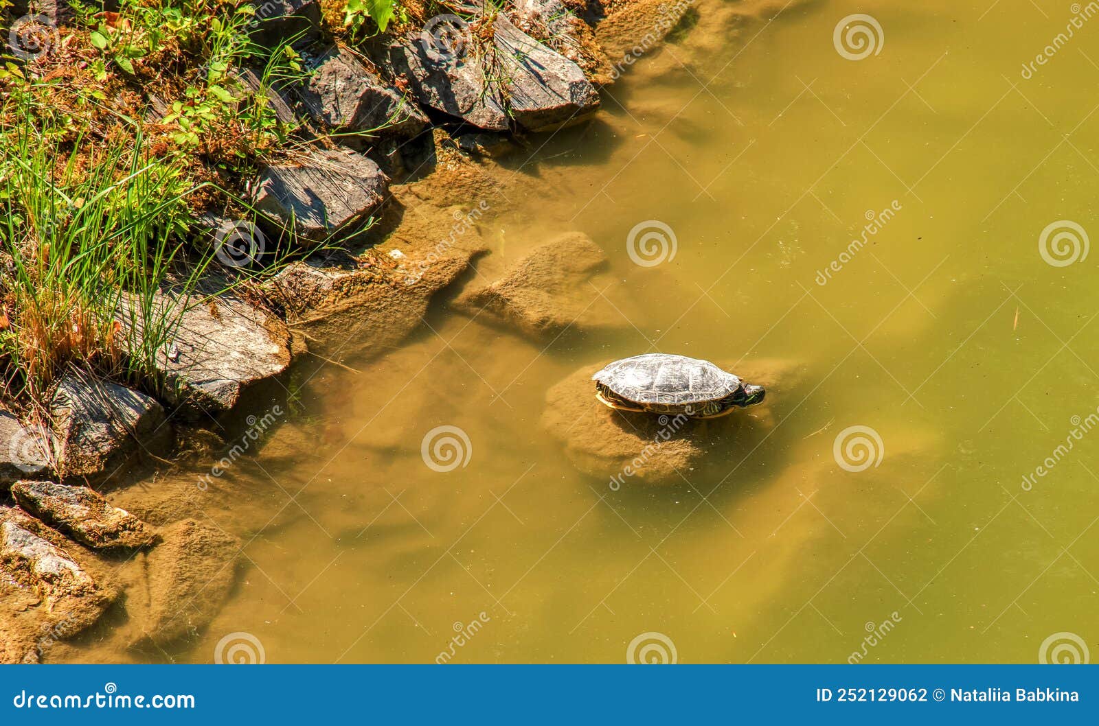 River Turtle in the Habitat. Turtle in the Water Stock Photo - Image of ...
