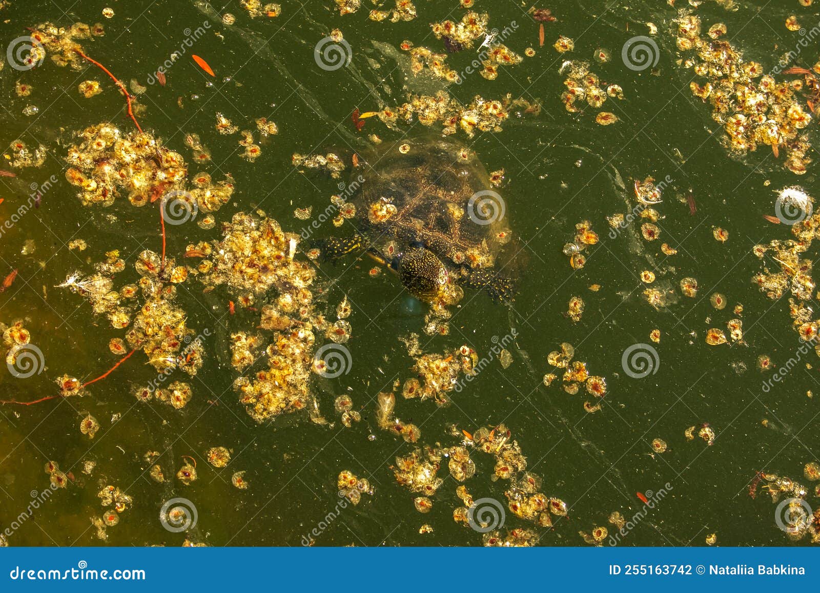 River Turtle in the Habitat. Turtle in the Water and Basking on the ...