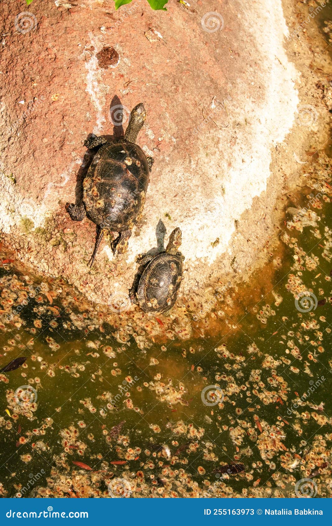 River Turtle in the Habitat. Turtle in the Water and Basking on the ...