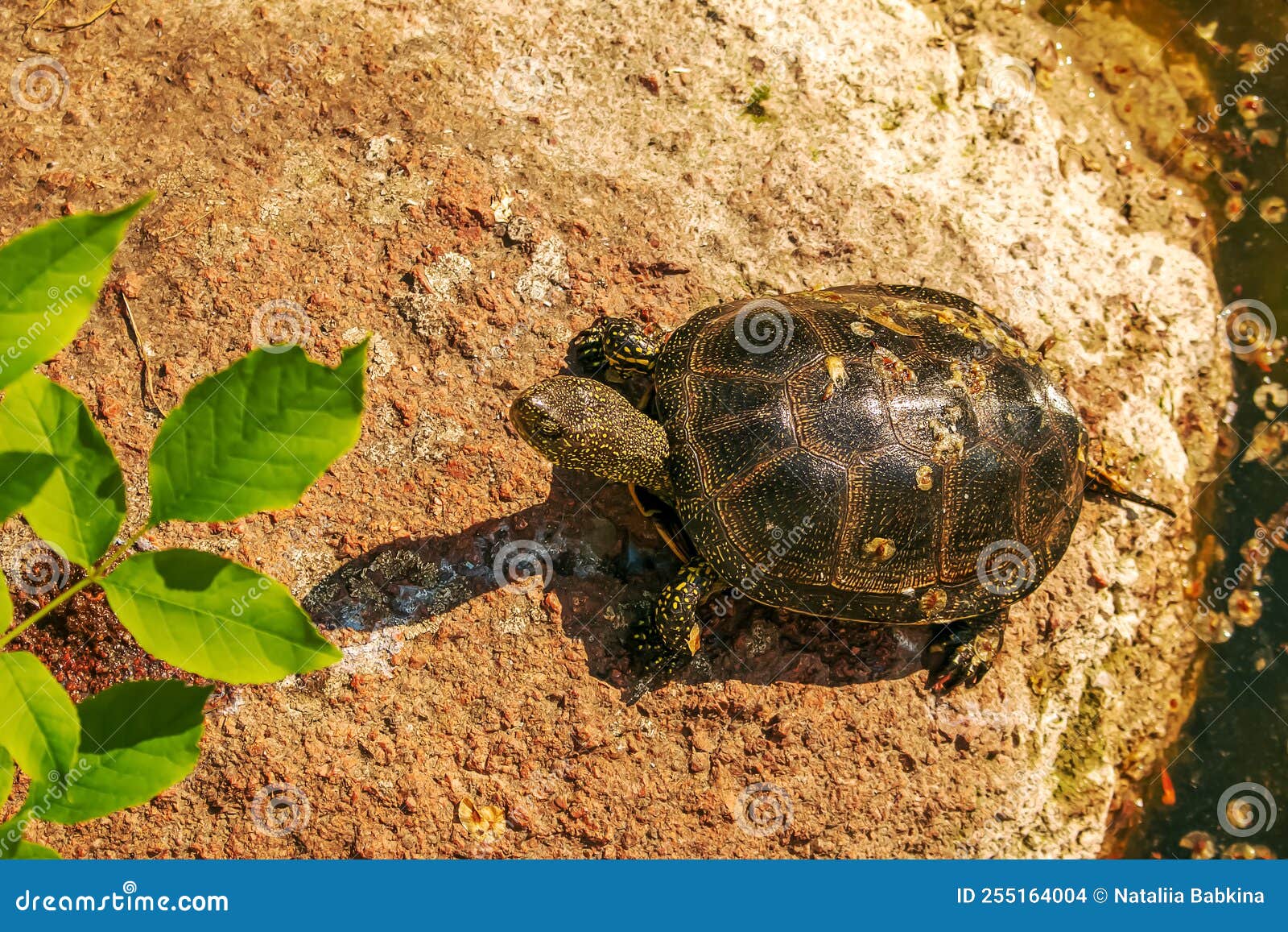 River Turtle in the Habitat. Turtle in the Water and Basking on the ...