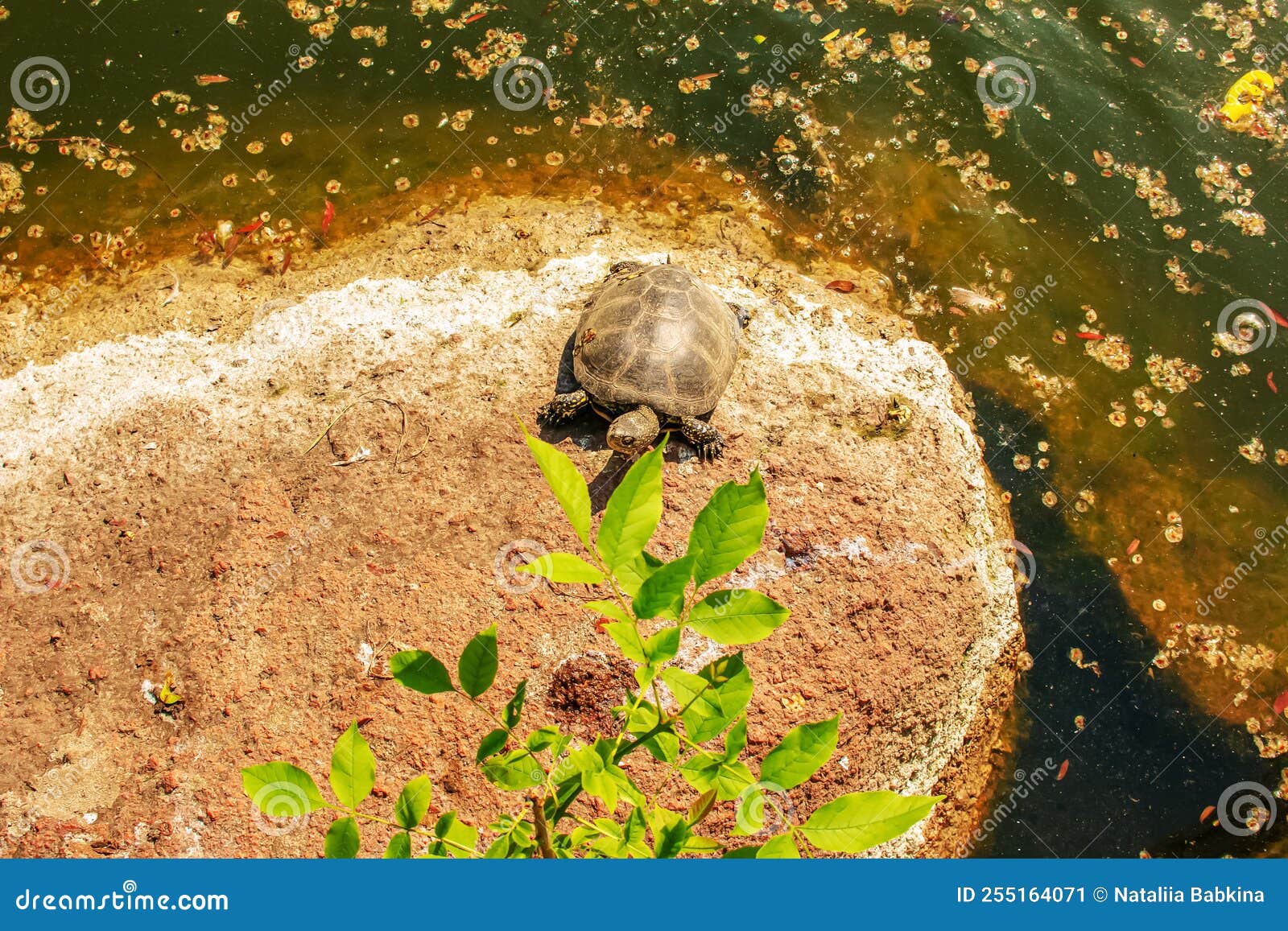 River Turtle in the Habitat. Turtle in the Water and Basking on the ...