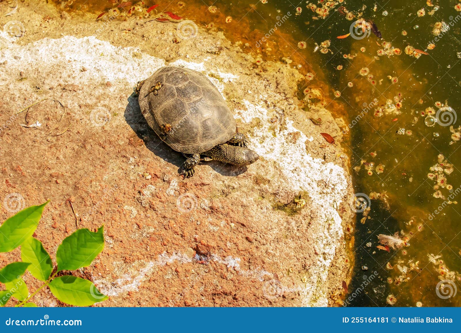 River Turtle in the Habitat. Turtle in the Water and Basking on the ...