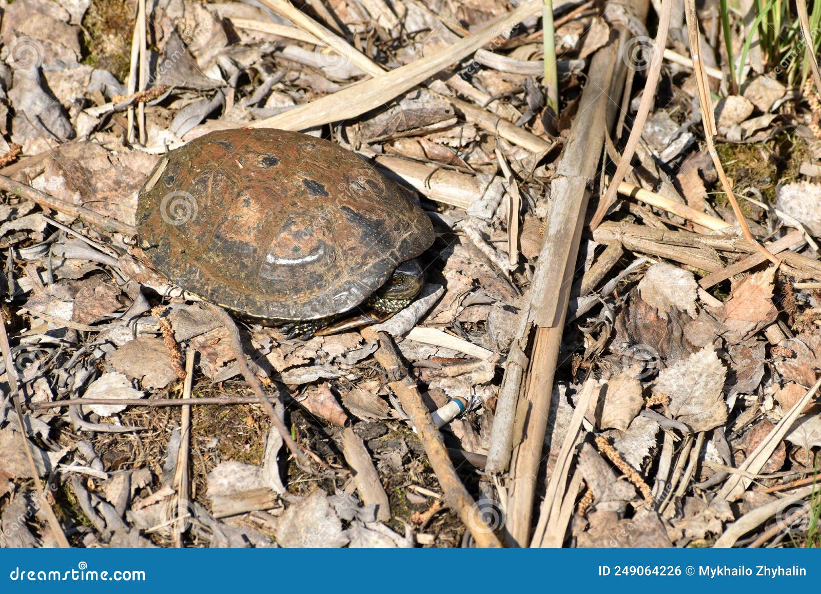 River turtle on the lake. stock photo. Image of lake - 249064226