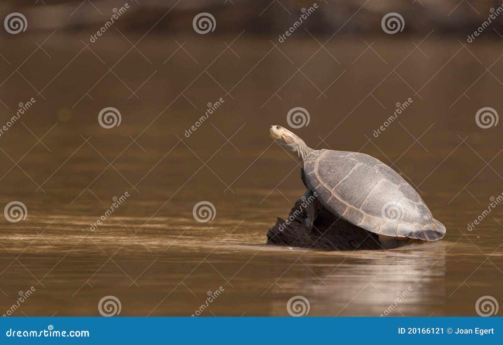River Turtle at the Madre De Dios River, Peru. Stock Image - Image of ...