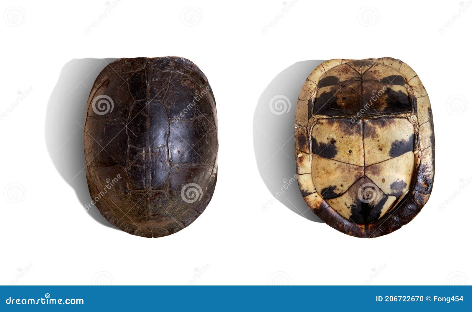 Sea Turtle By Sea Bottom. Wild Turtle Swims Underwater In Blue Tropical ...