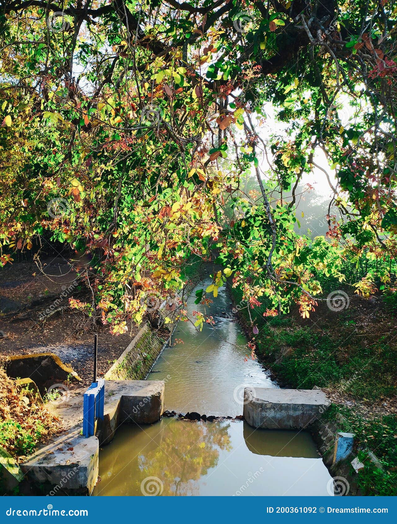 River Under the Tree stock photo. Image of leaf, flower - 200361092
