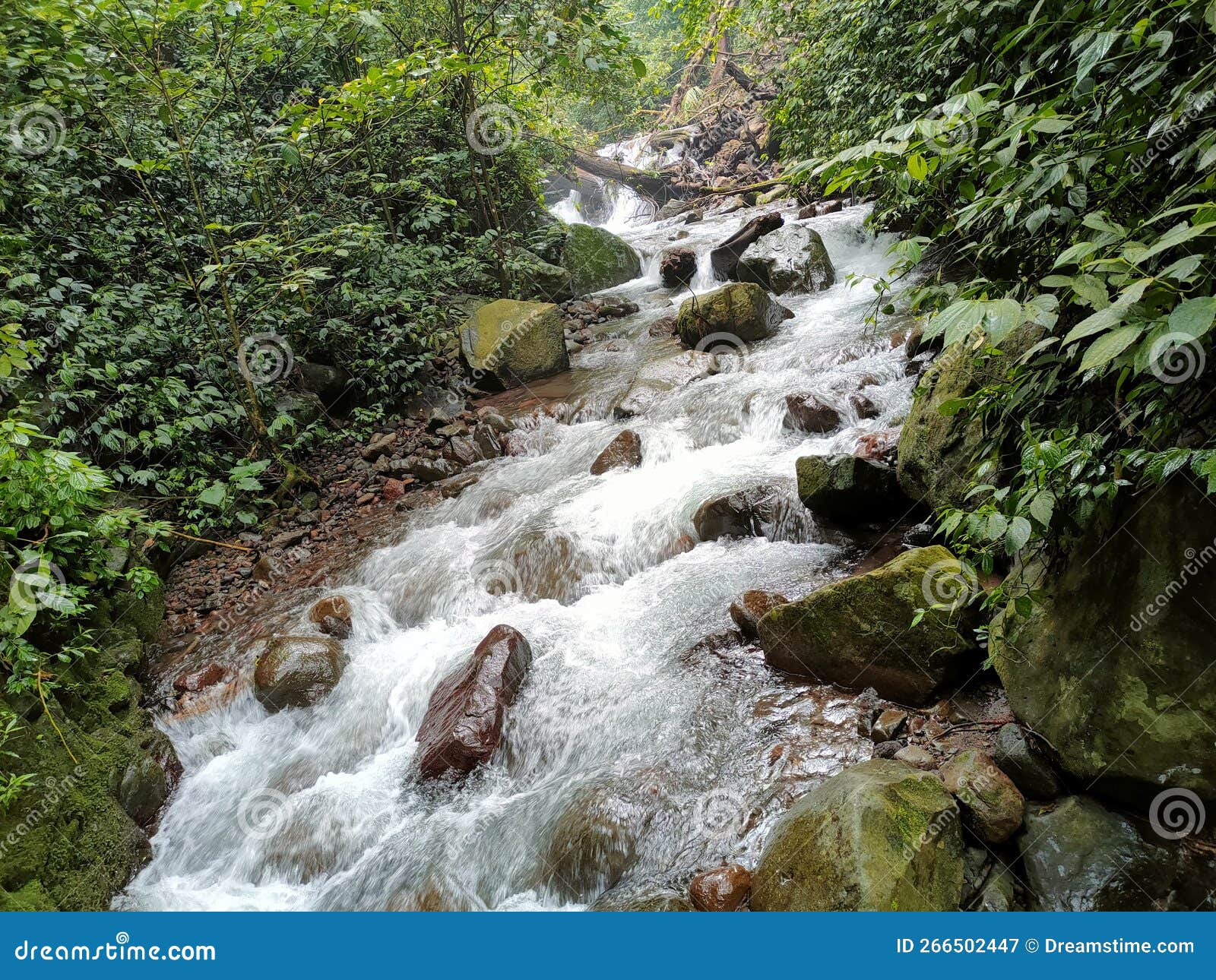 The River on Ungaran Mountain Stock Image - Image of mountain, water ...