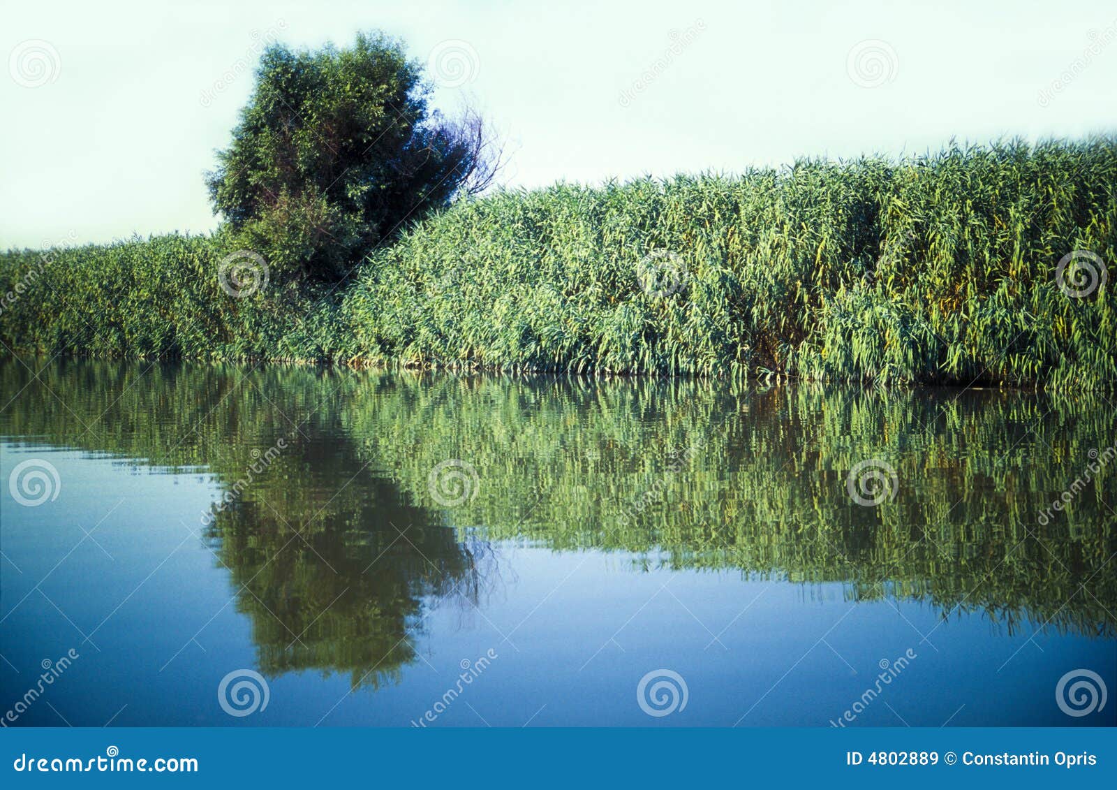 River vegetation stock image. Image of reflection, vegetation - 4802889