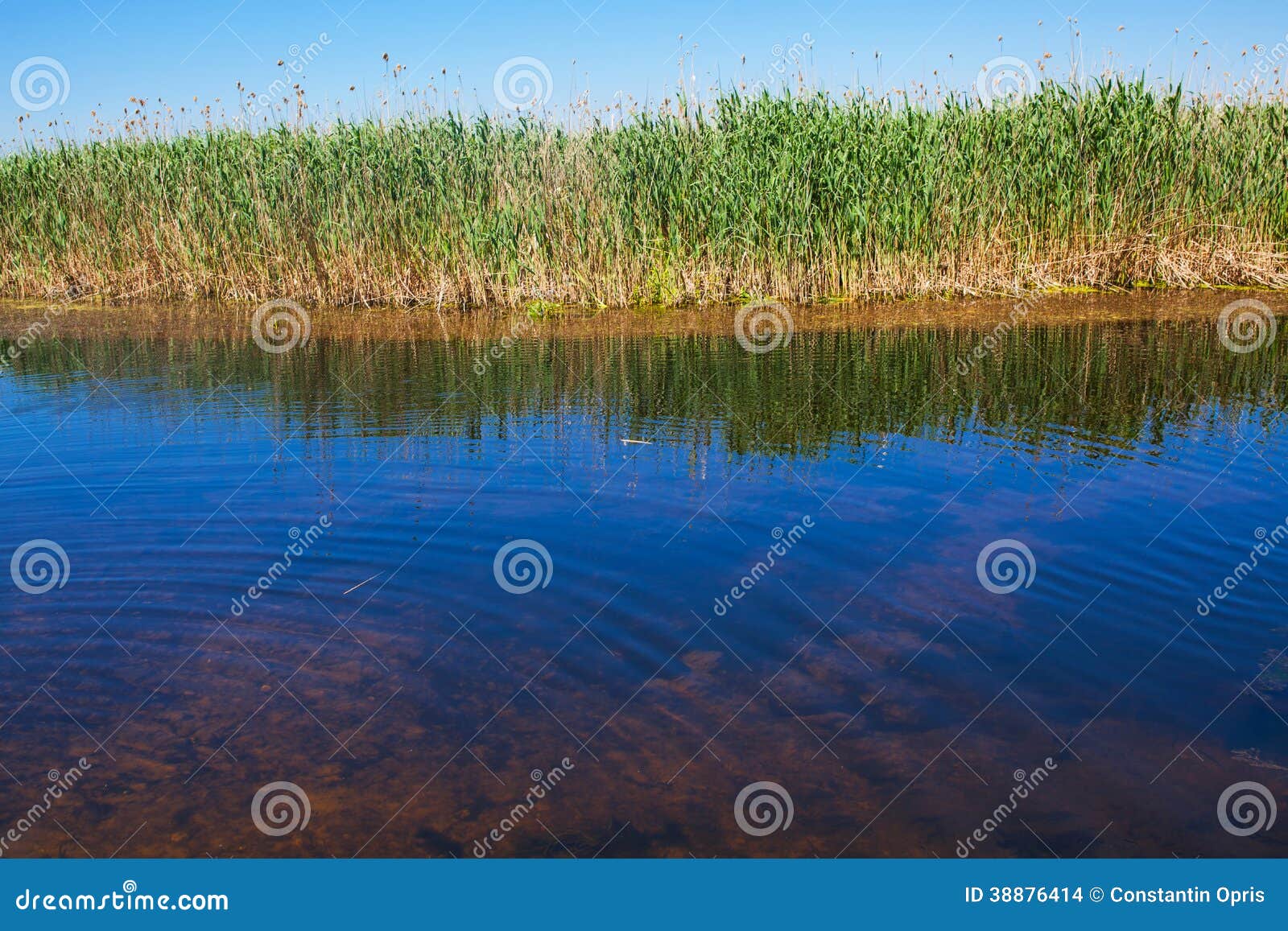 River and vegetation stock photo. Image of calm, river - 38876414