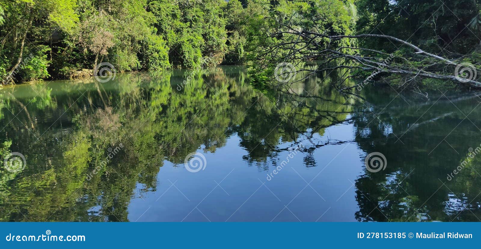 The River View and Some Trees with Their Reflection on the River Stock ...