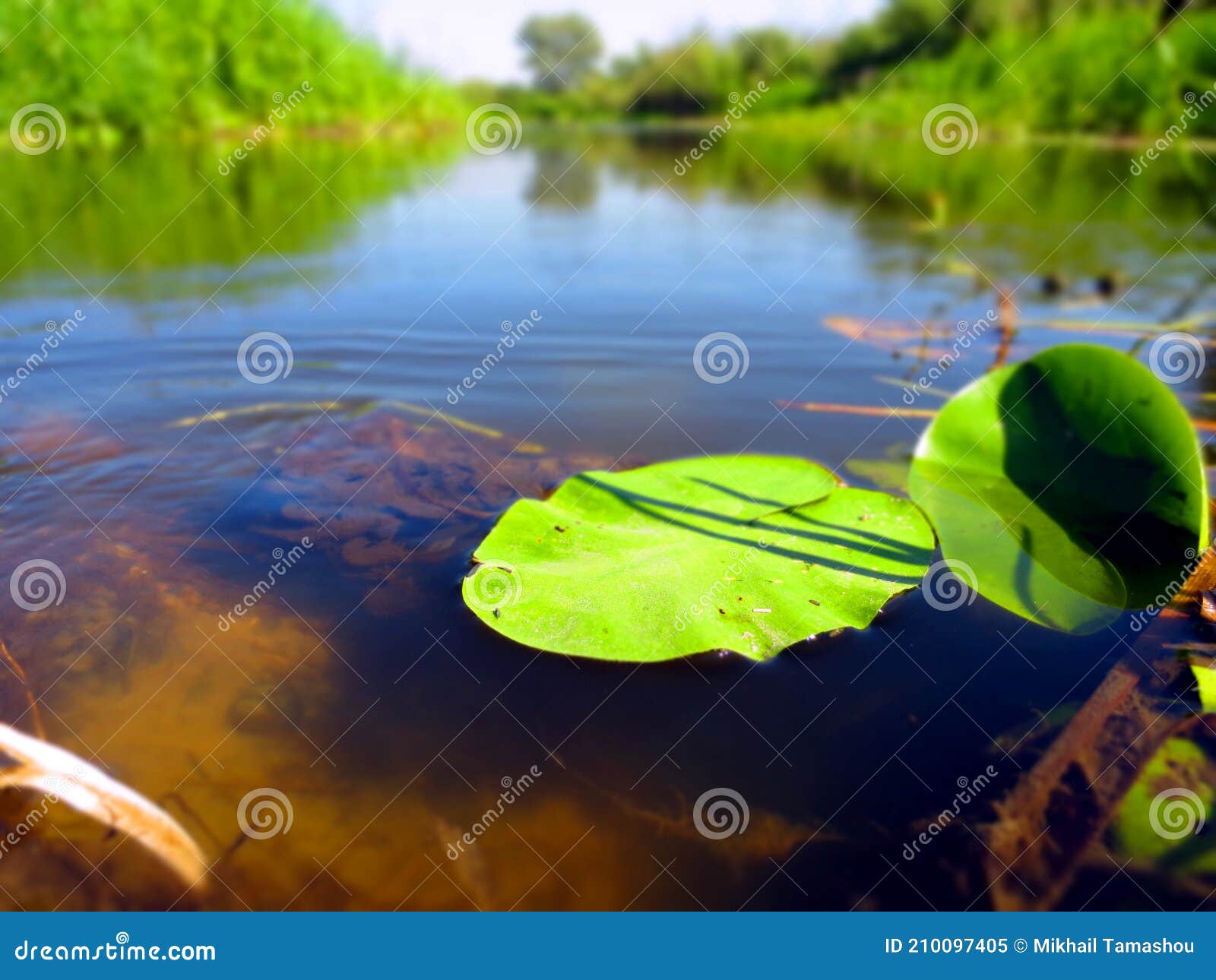 River View stock image. Image of peaceful, scenery, wild - 210097405