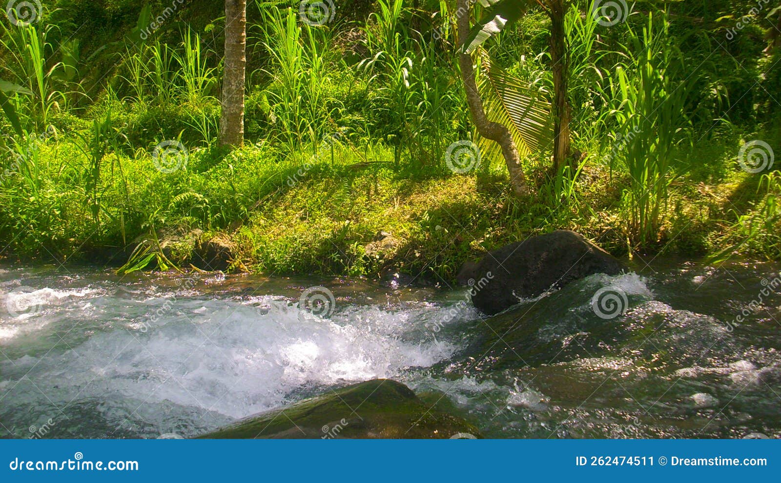 A River in a Village in Bali Stock Image - Image of nature, forest ...