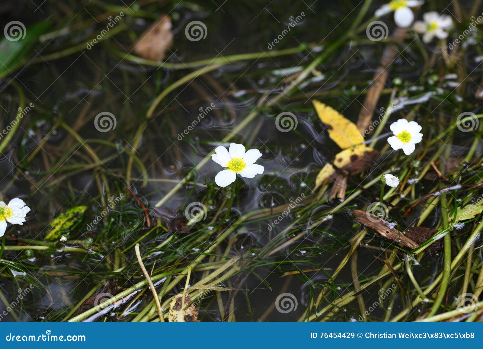 River Water-crowfoot (Ranunculus Fluitans) Stock Image - Image of ...