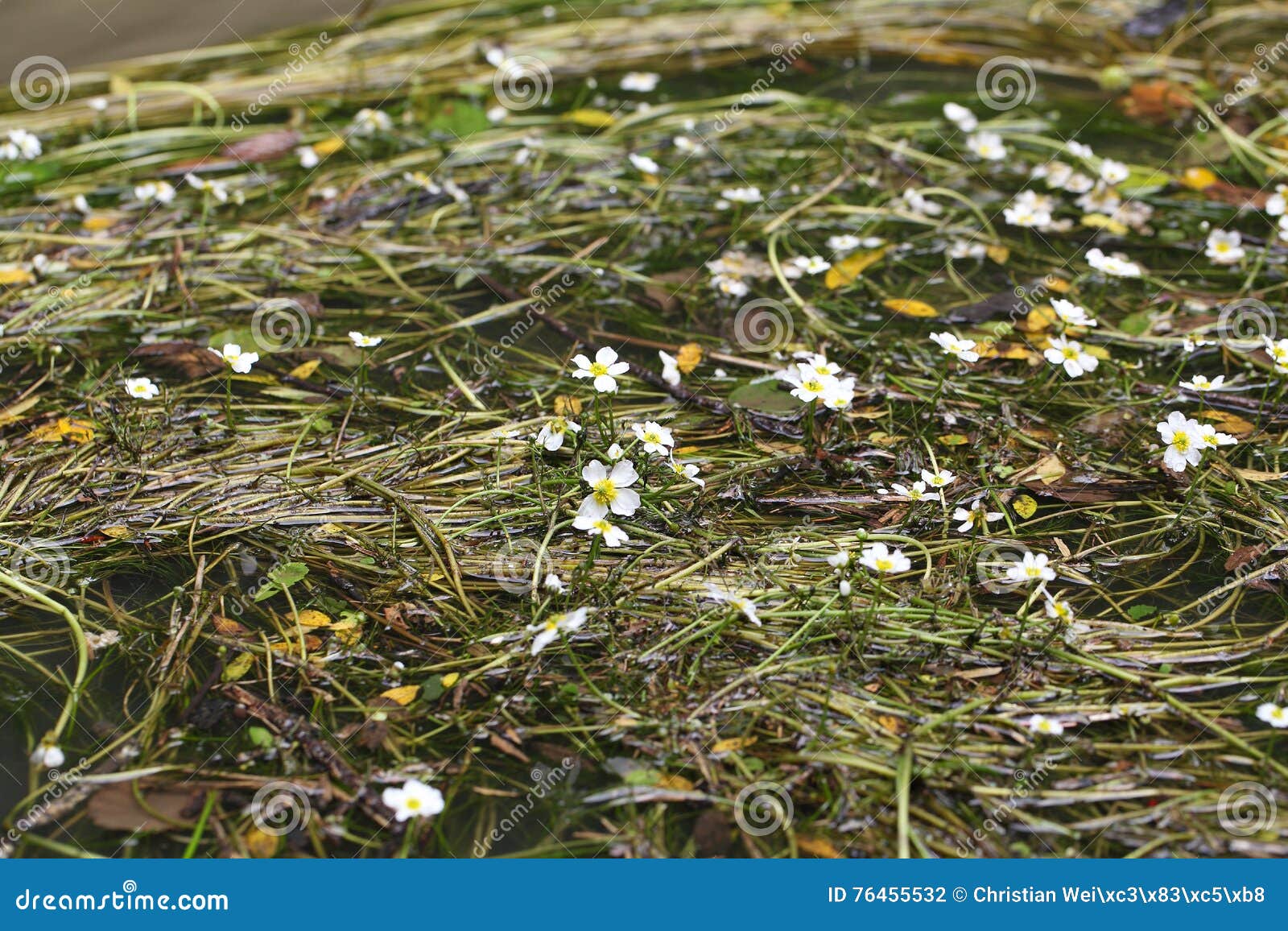 River Water-crowfoot (Ranunculus Fluitans) Stock Photo - Image of field ...