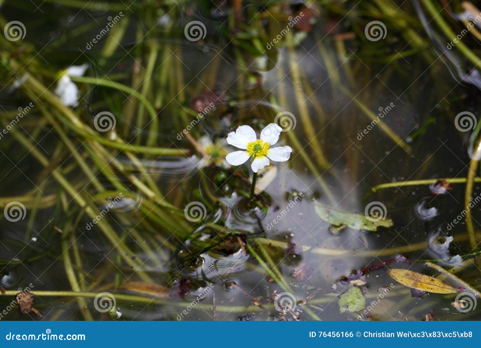 River Water-crowfoot (Ranunculus Fluitans) Stock Photo - Image of ...