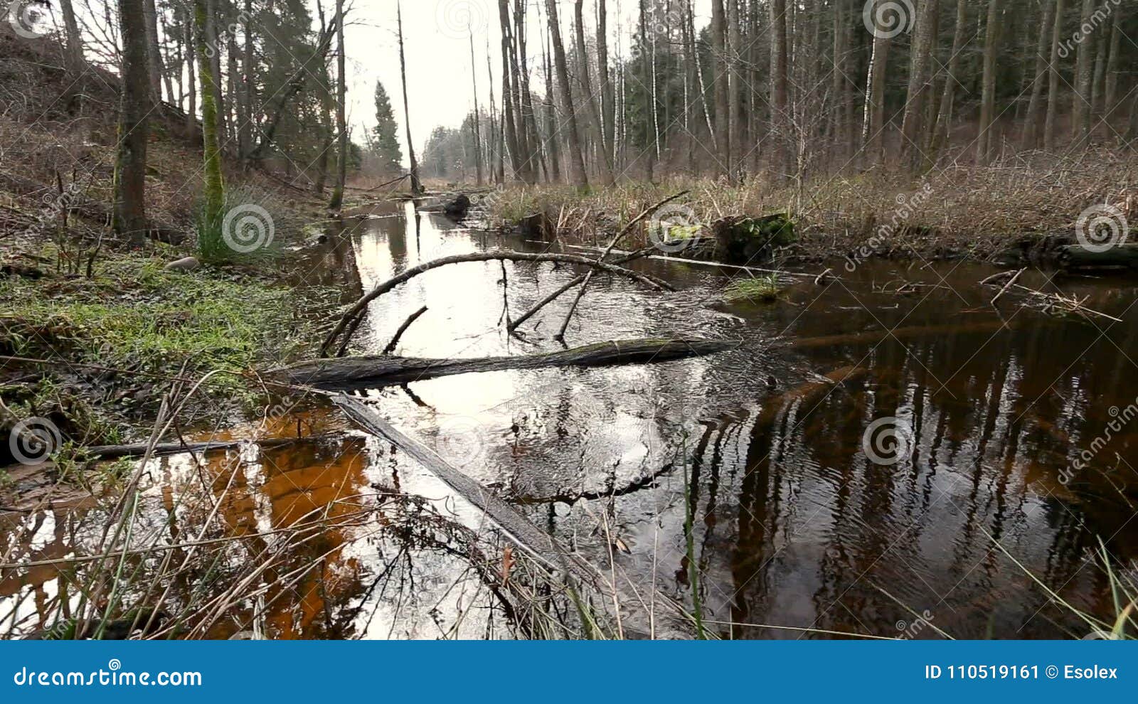 River Water Flow in the Forest. Stock Video - Video of landscape ...