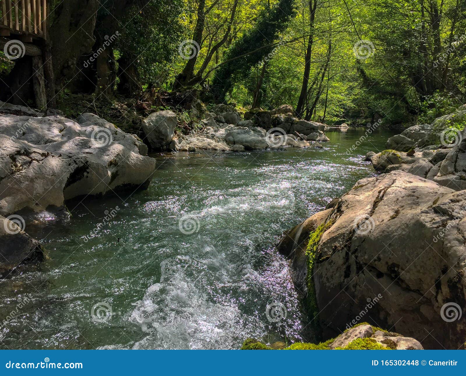 River Water in Forest, Rocky River Side Stock Photo - Image of grass ...