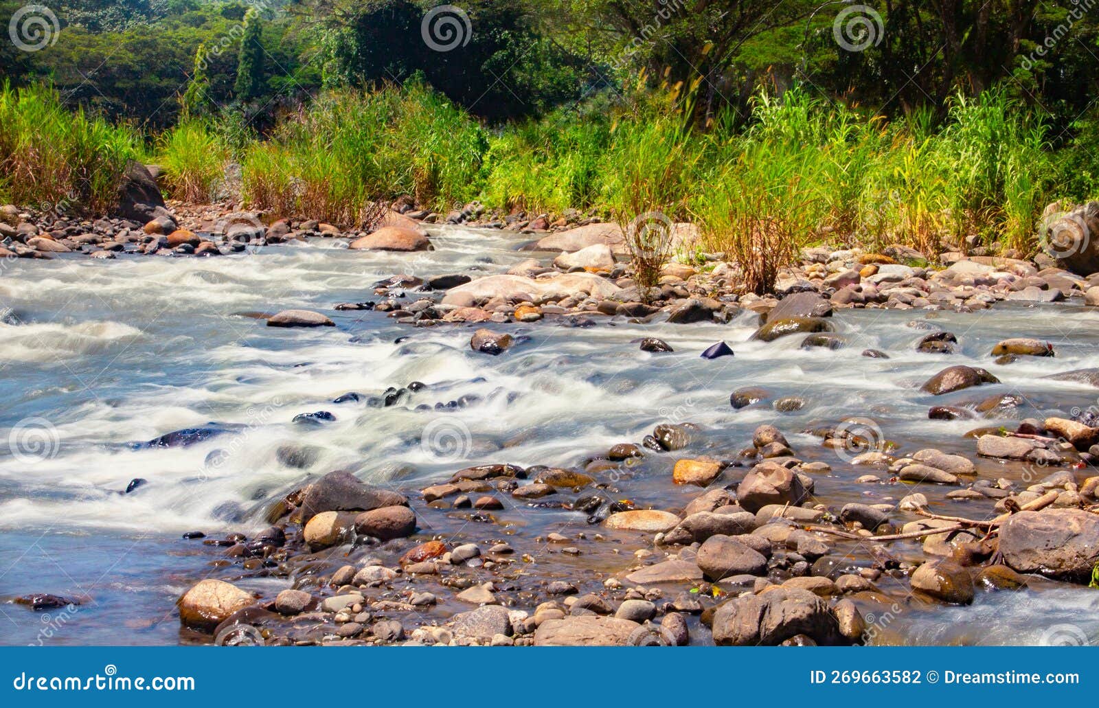 River water for life stock photo. Image of water, trees - 269663582
