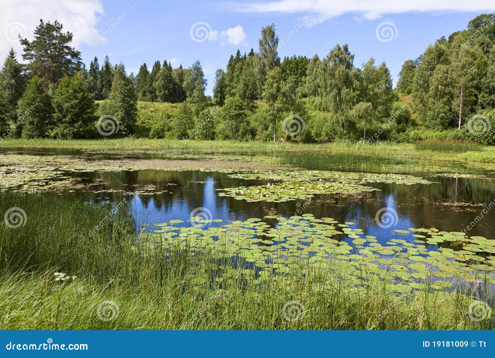 River with water lily stock image. Image of reeds, pond - 19181009