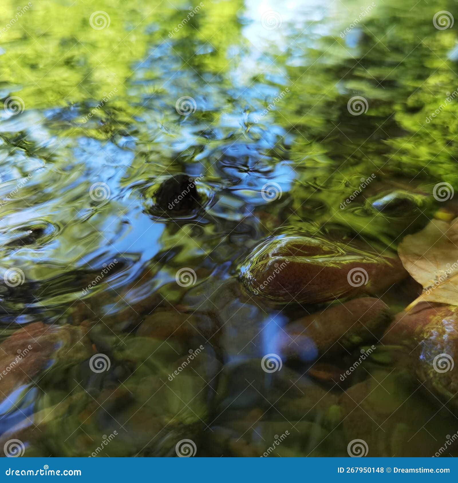 River water reflection stock photo. Image of woodland - 267950148