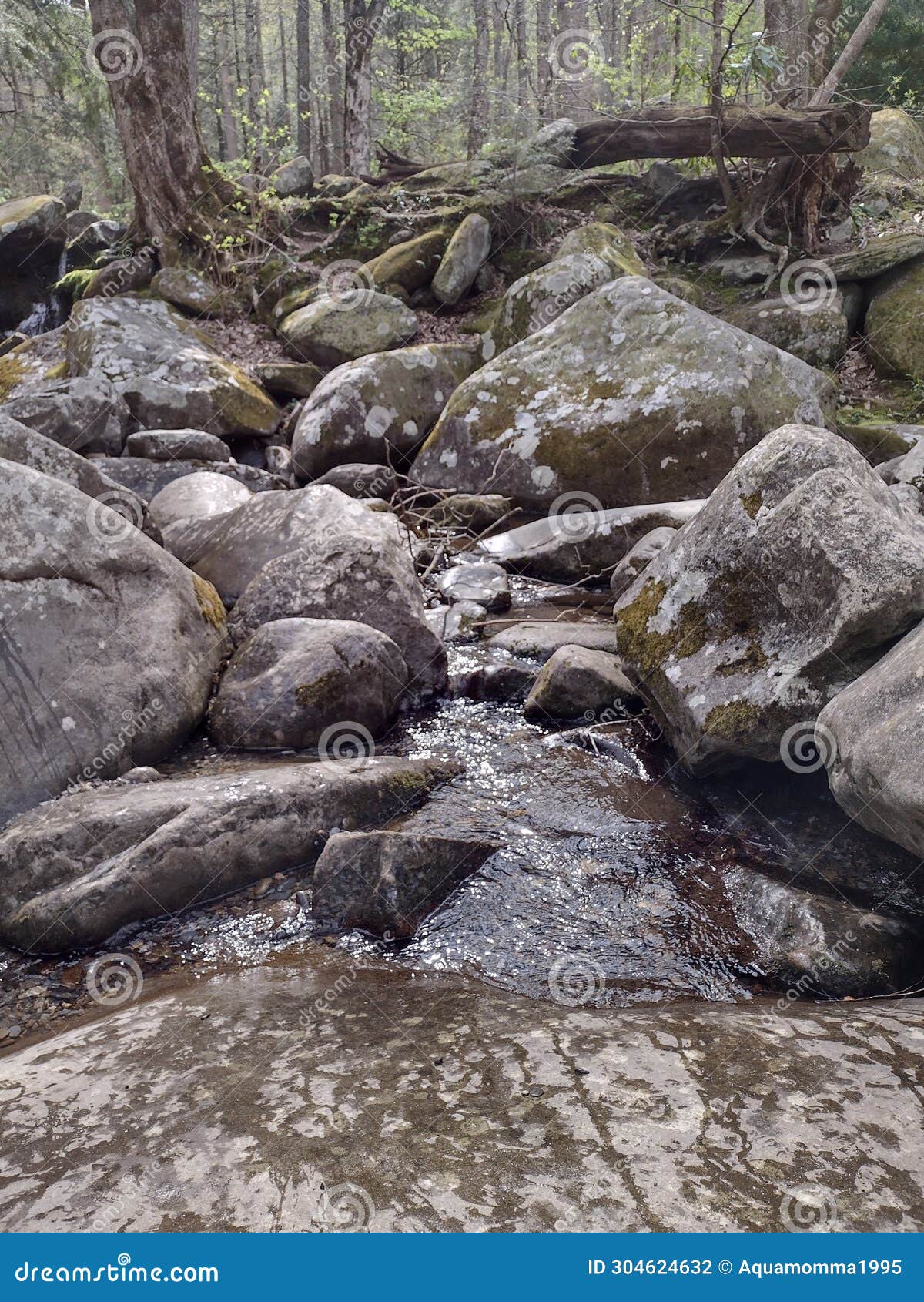 River Water, Rocks, Stream, Woods Trees Stock Photo - Image of woods ...