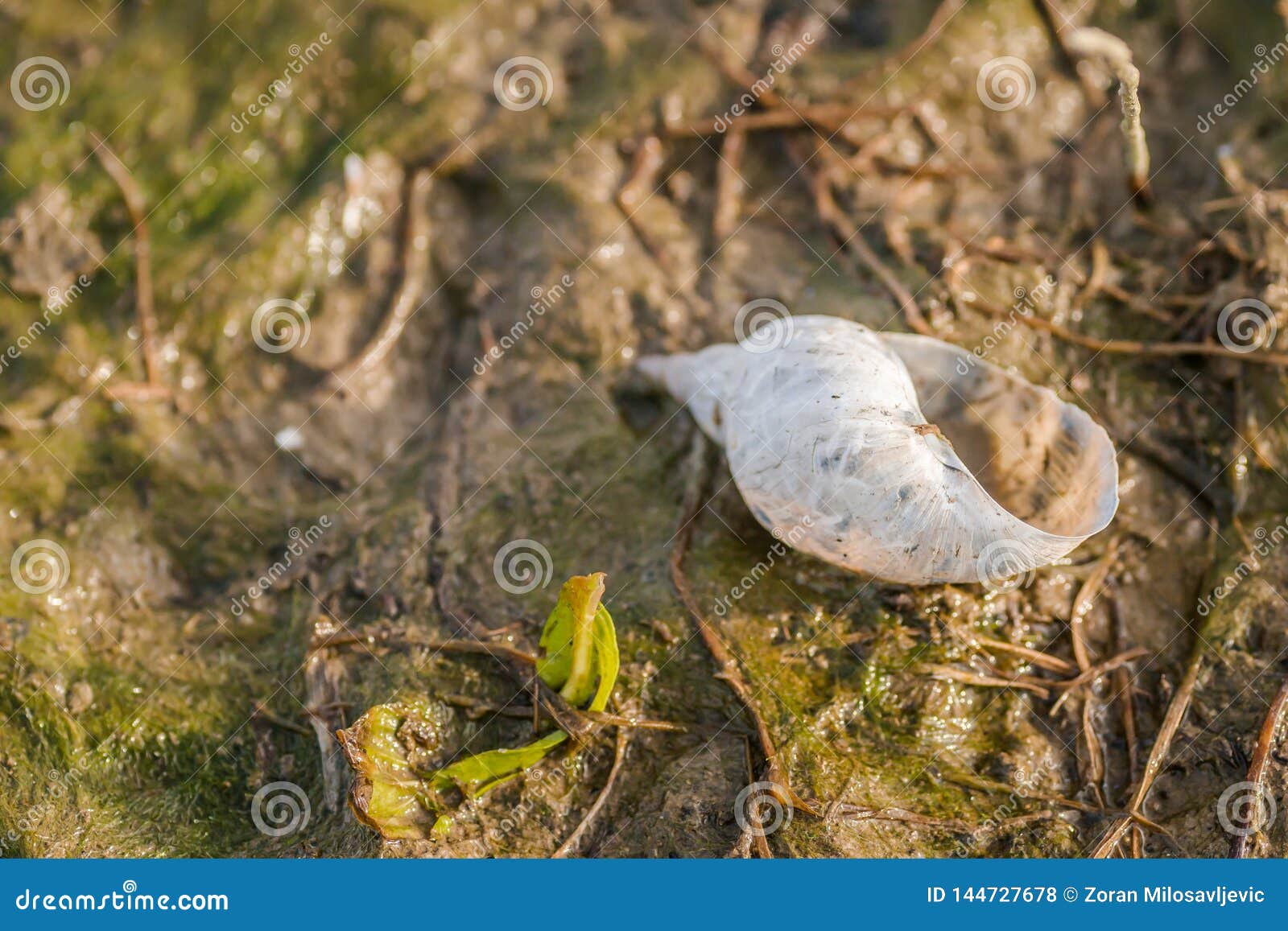 Shellfish River Snail on Grass Stock Photo - Image of footprint ...