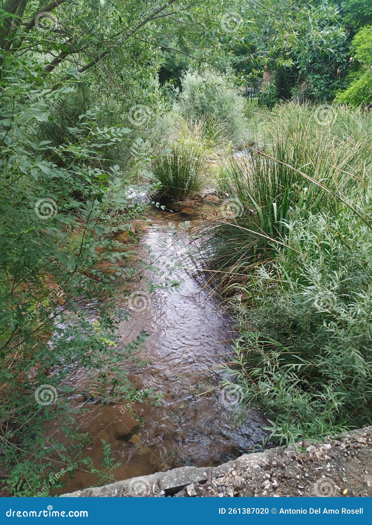 River with Water with Vegetation Stock Photo - Image of leaf, foliage ...