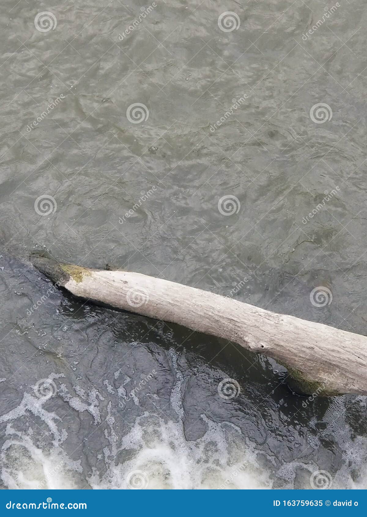 River water wet log rapids stock image. Image of water - 163759635