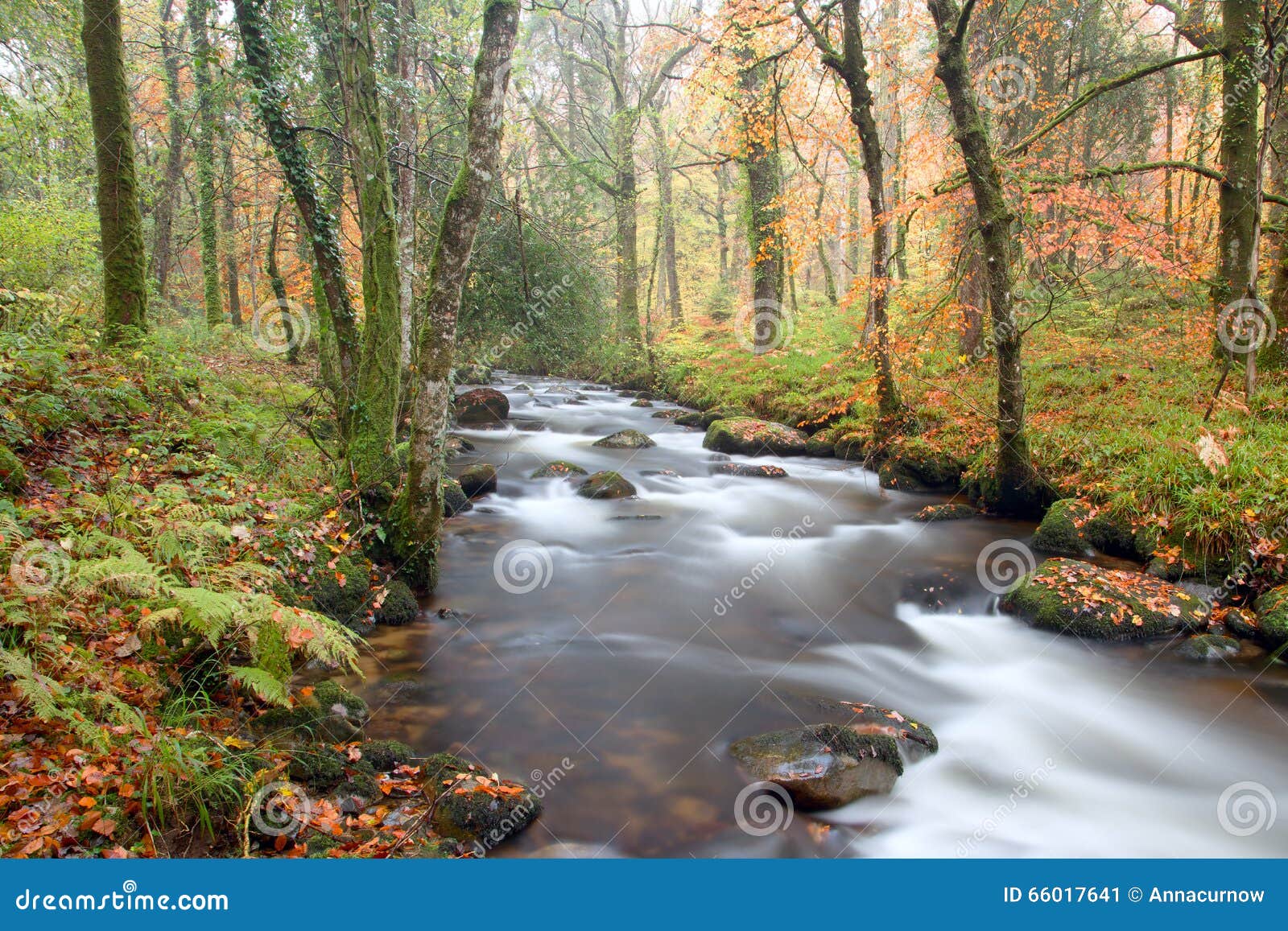 River Webburn stock image. Image of devon, water, forest - 66017641