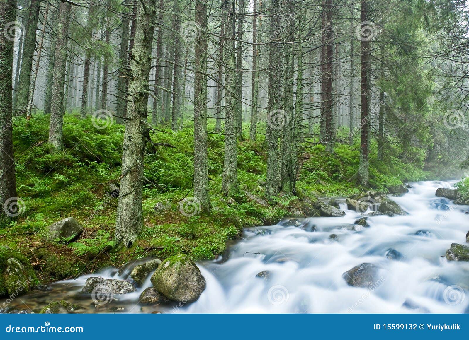 River in a wet forest stock photo. Image of splash, water - 15599132