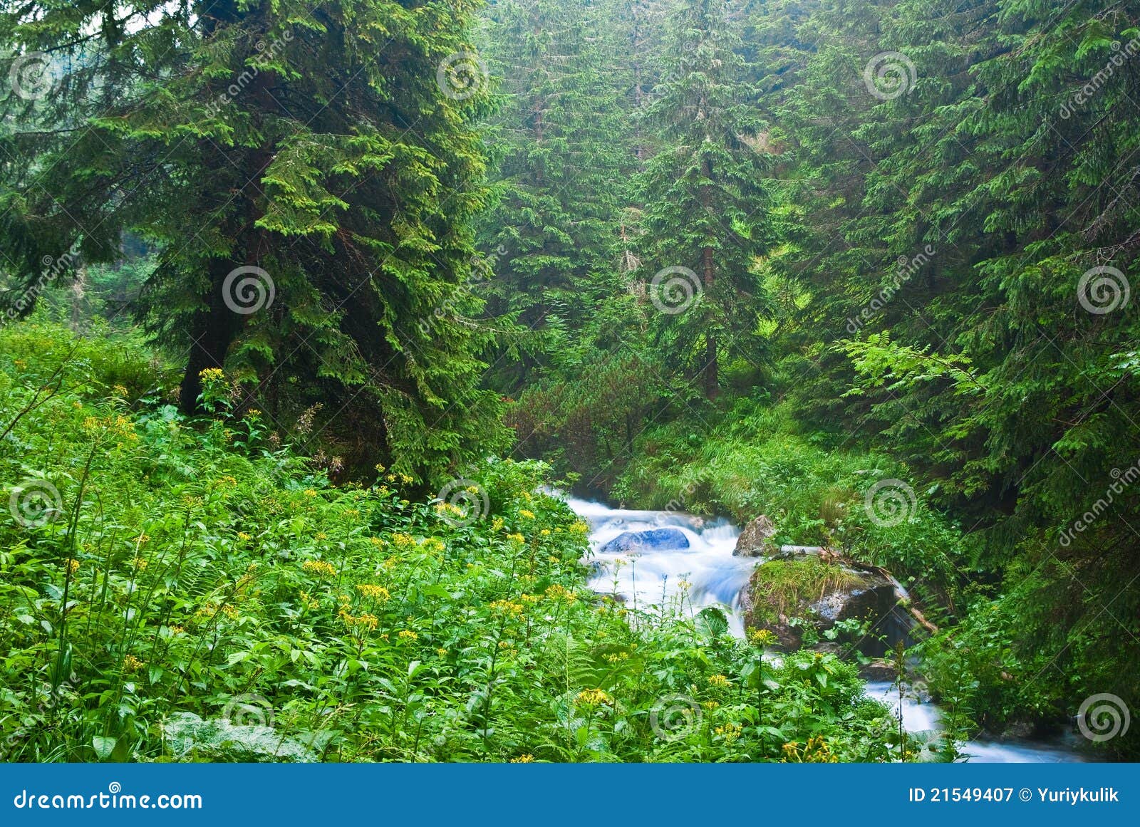 River in a wet forest stock image. Image of warm, bush - 21549407