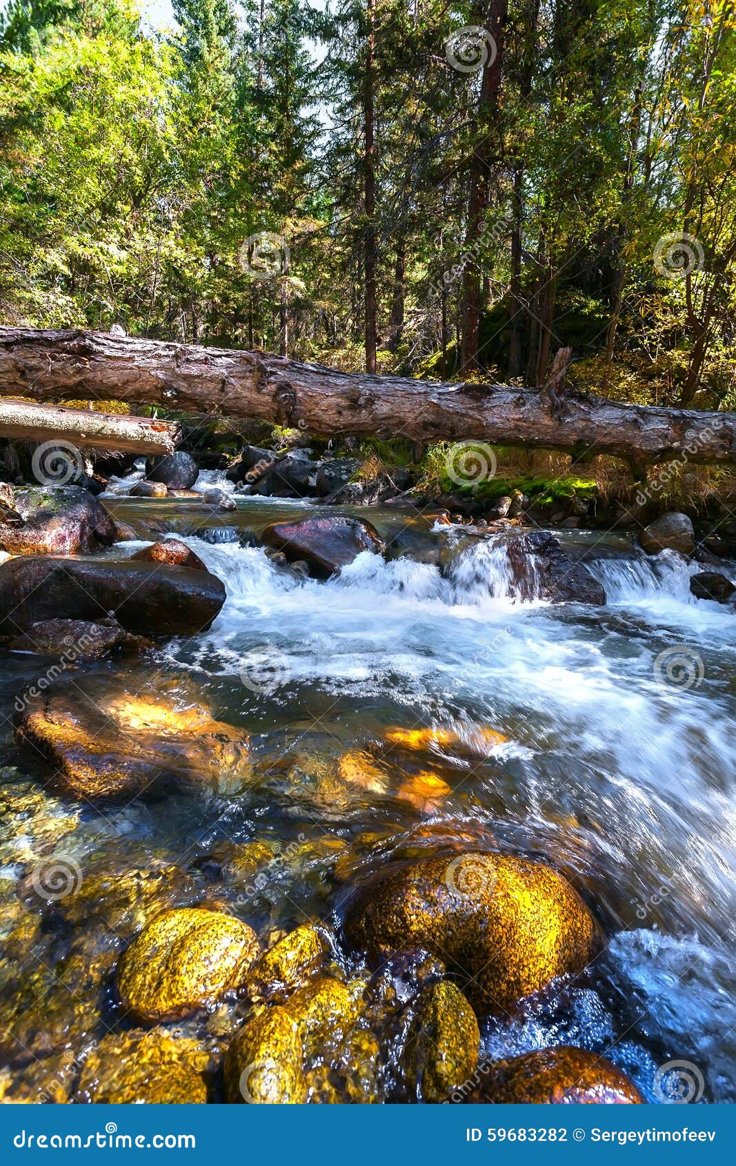 River in the wood stock photo. Image of grass, scene - 59683282