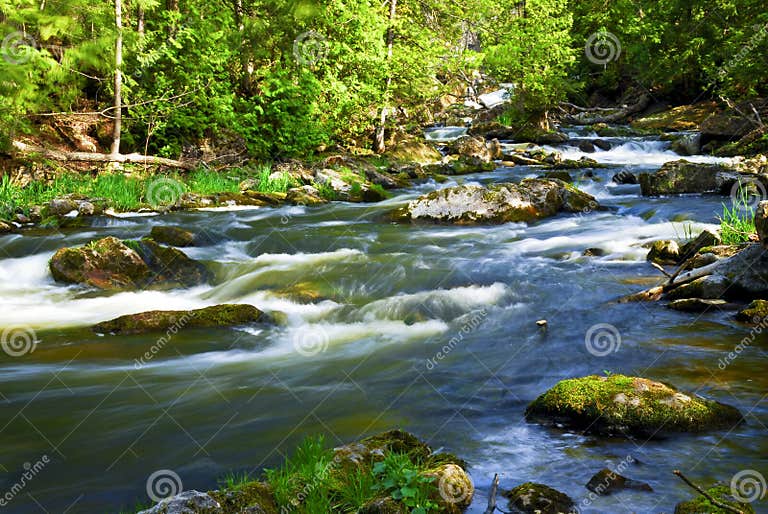 River through woods stock photo. Image of lichen, nature - 8077186