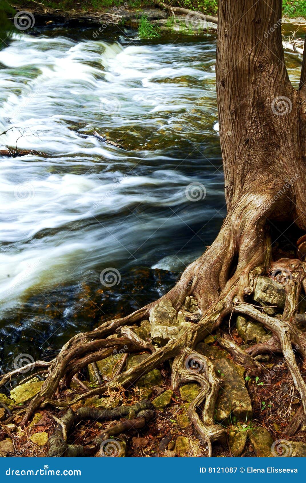 River through woods stock image. Image of clean, flow - 8121087