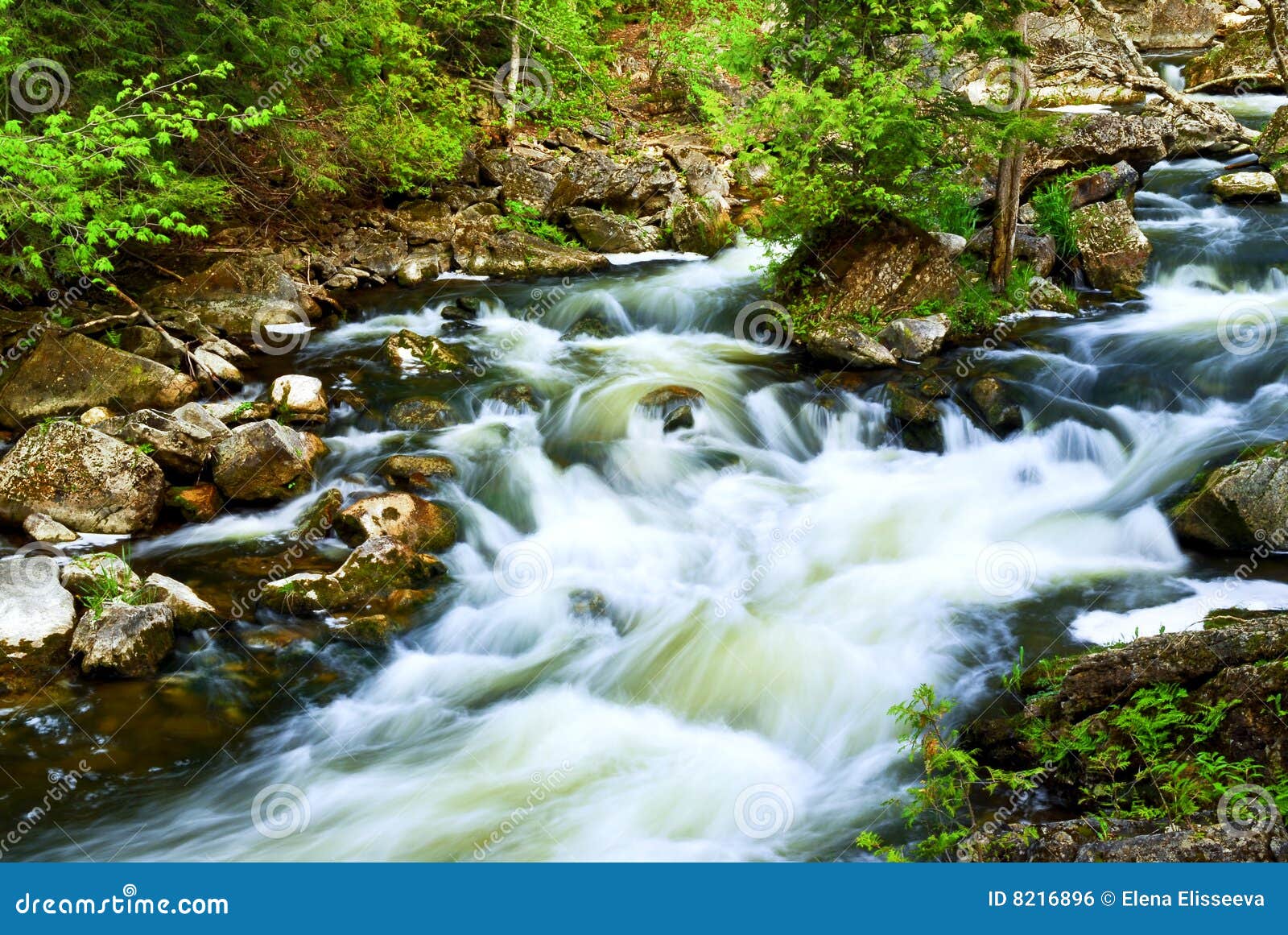 River through woods stock photo. Image of blue, ecology - 8216896