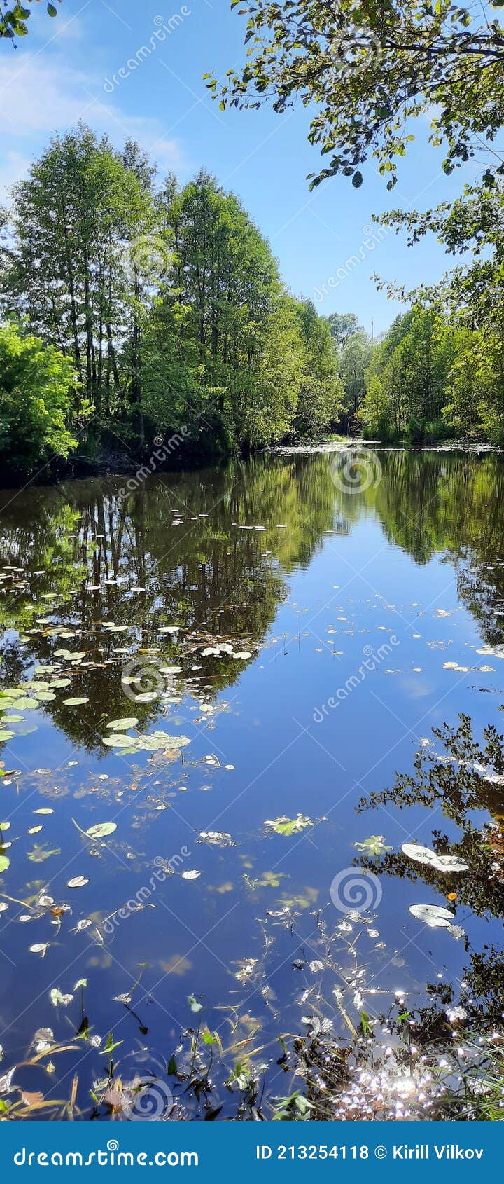 River and woods stock photo. Image of forest, wilderness - 213254118
