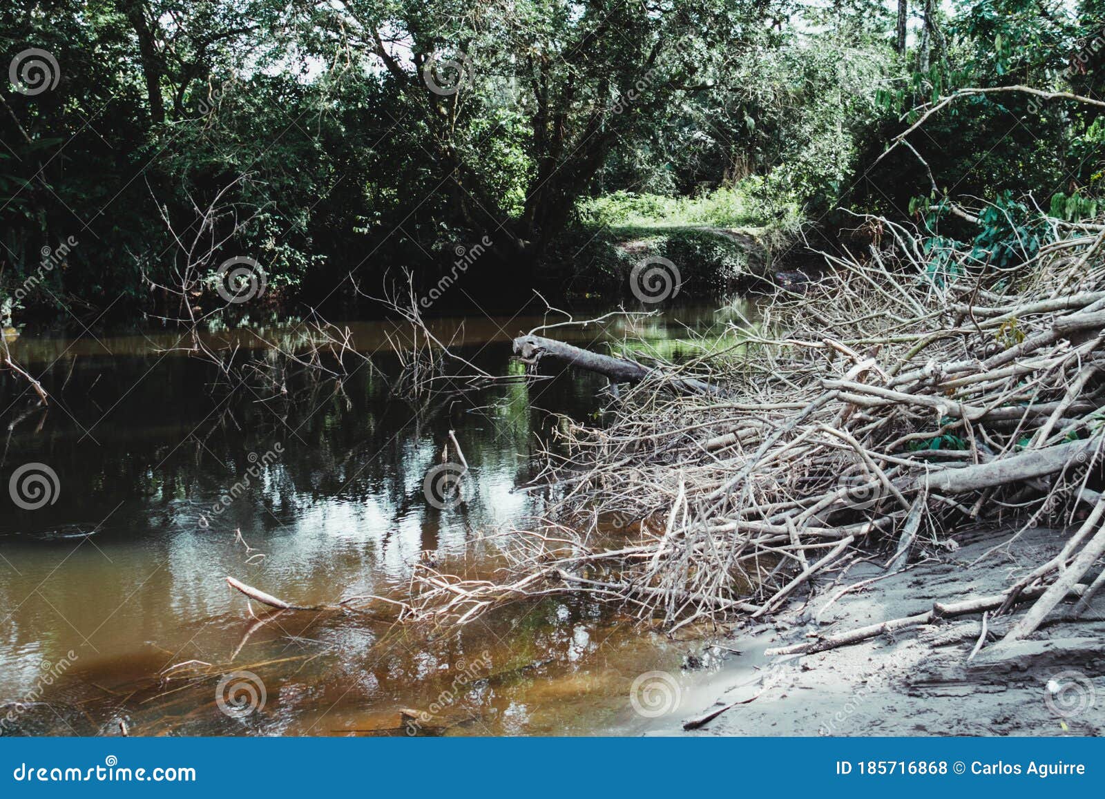 Riverbank of the Amazon River, Vegetation, Calm Scene Stock Photo ...