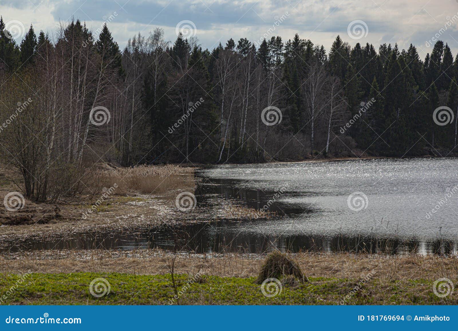 Riverbank in the Forest Landscape Stock Photo - Image of natural ...