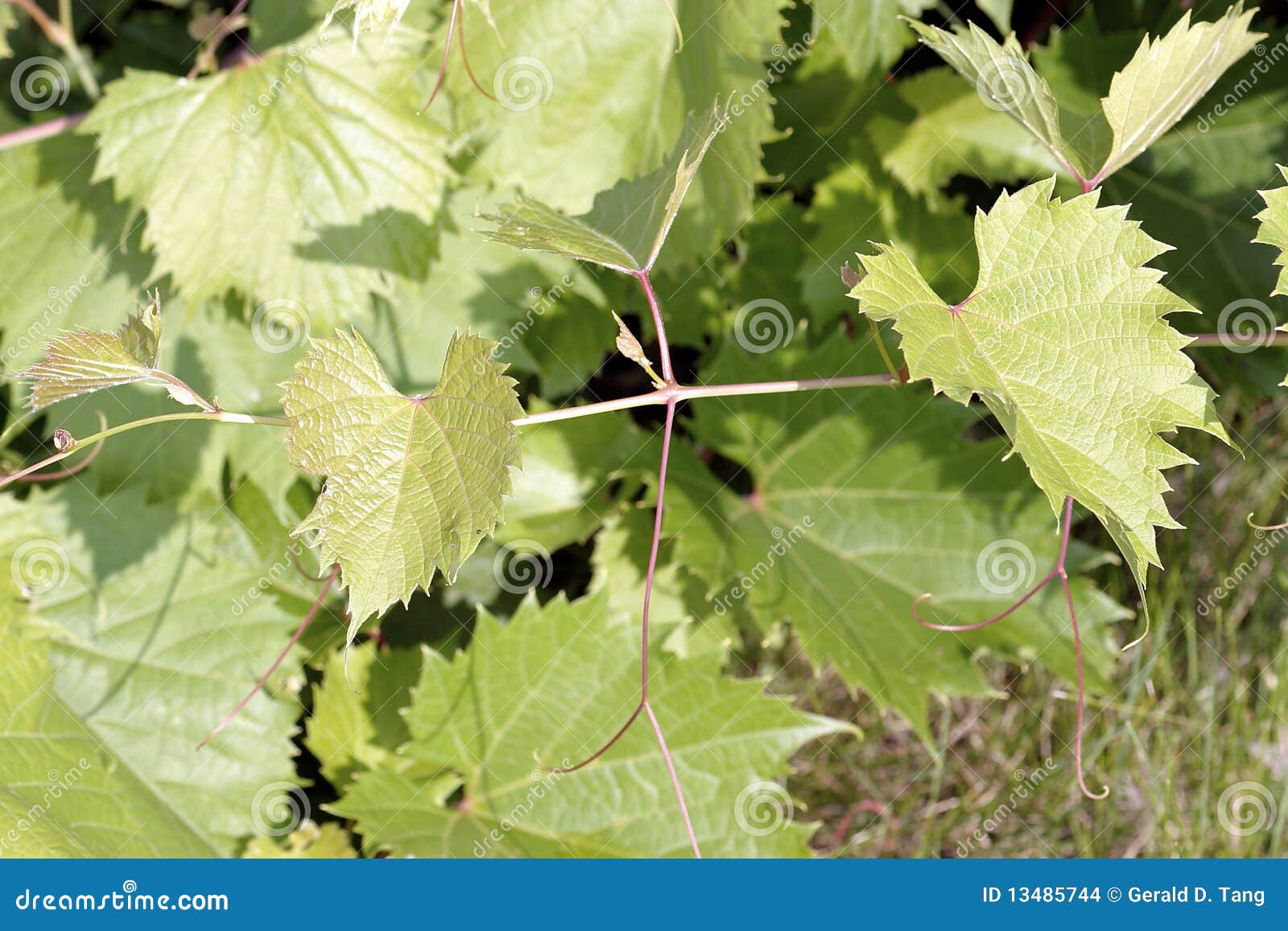 Riverbank Grape 604716 stock photo. Image of vitis, riparia - 13485744