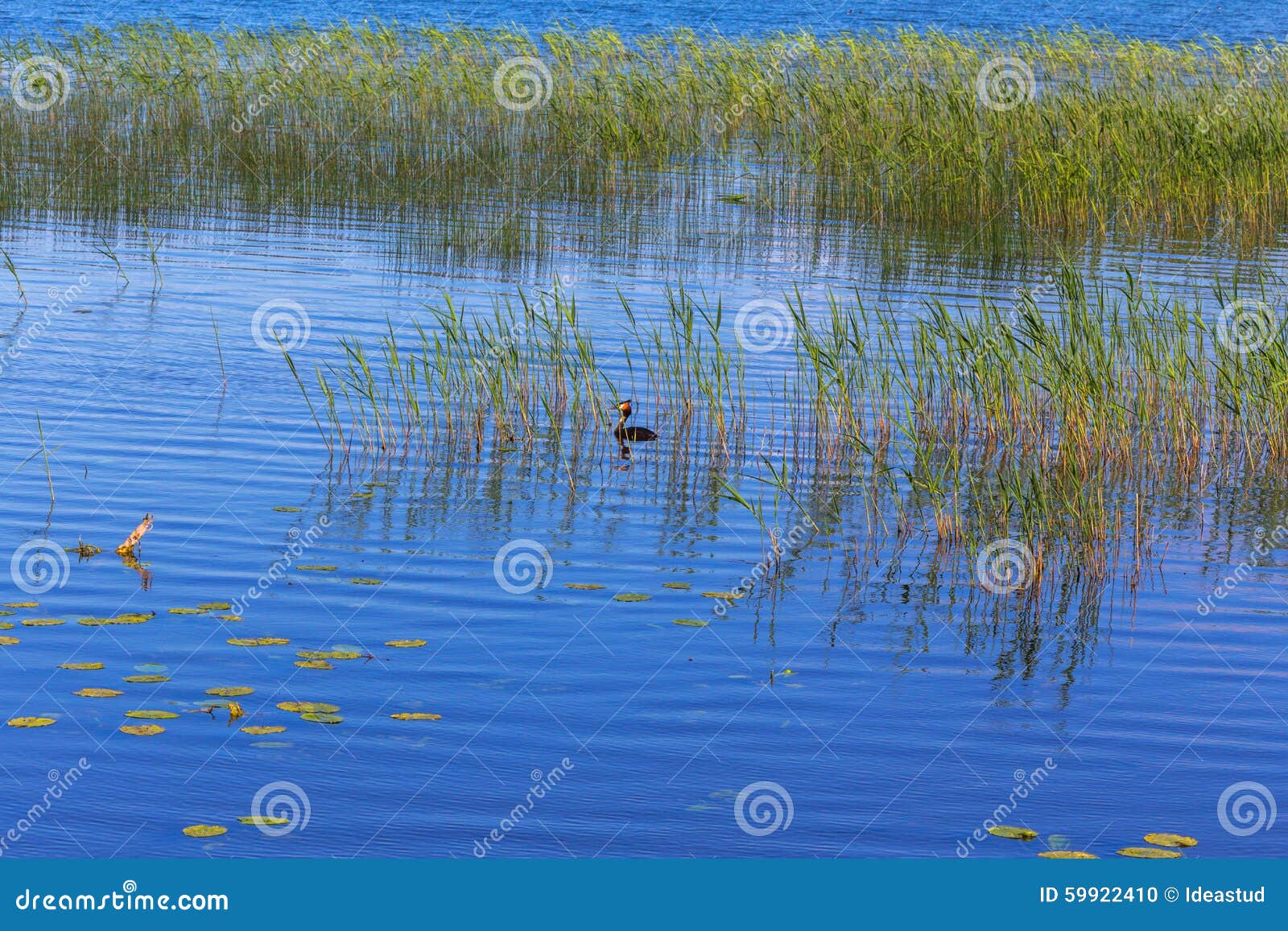 Riverbank with grass stock photo. Image of riverbank - 59922410