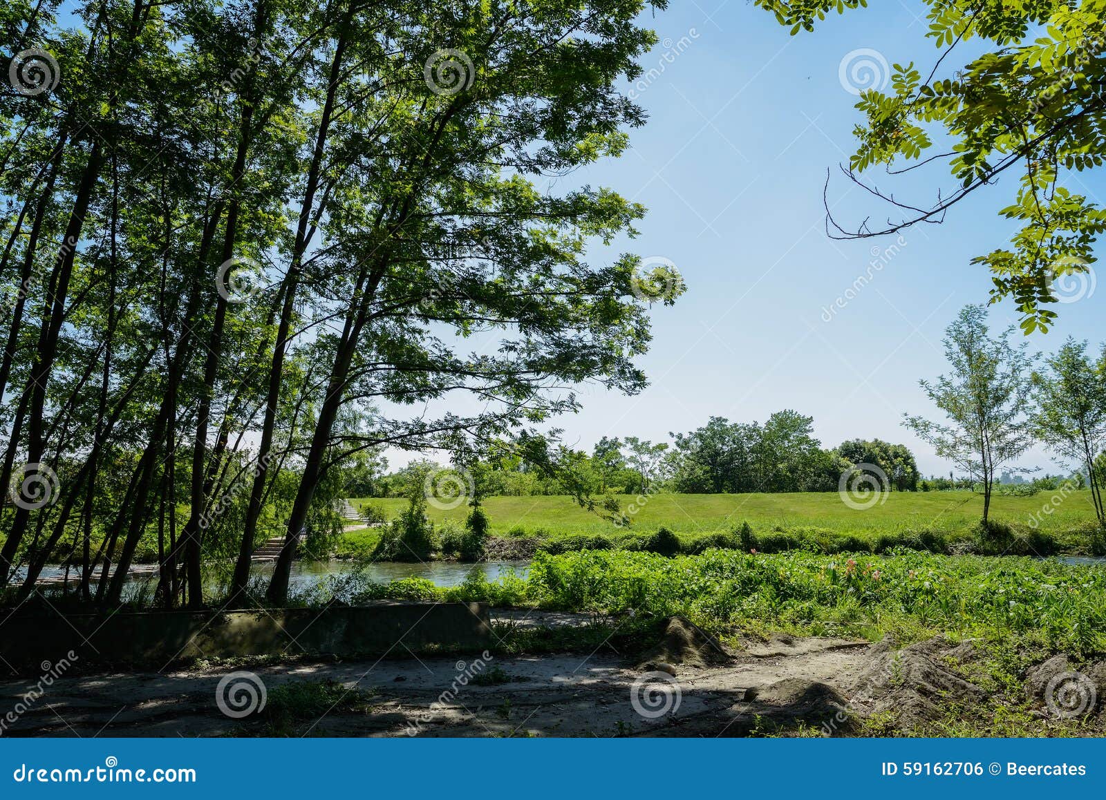 Riverbank Trees and Plants in Sunny Summer Stock Photo - Image of china ...
