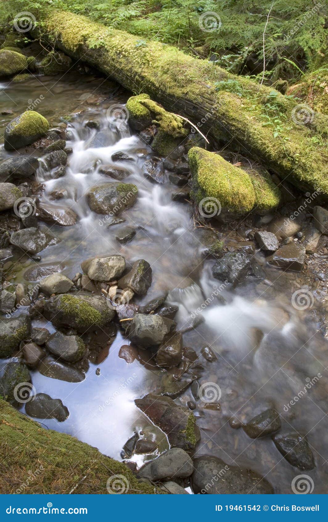 Riverbed in Rain Forest Mossy Forest Floor Stock Photo - Image of tree ...