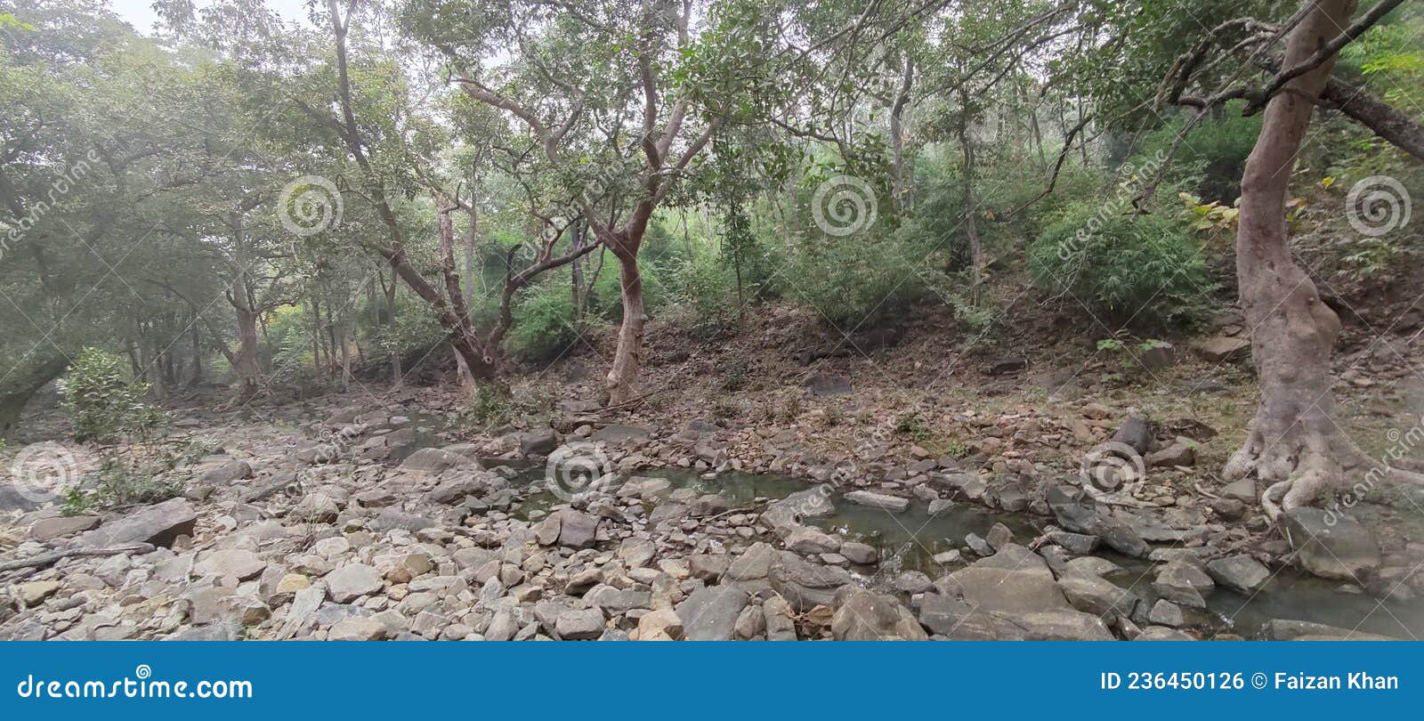 Riverbed and Stones Inside a Jungle Stock Photo - Image of woodland ...