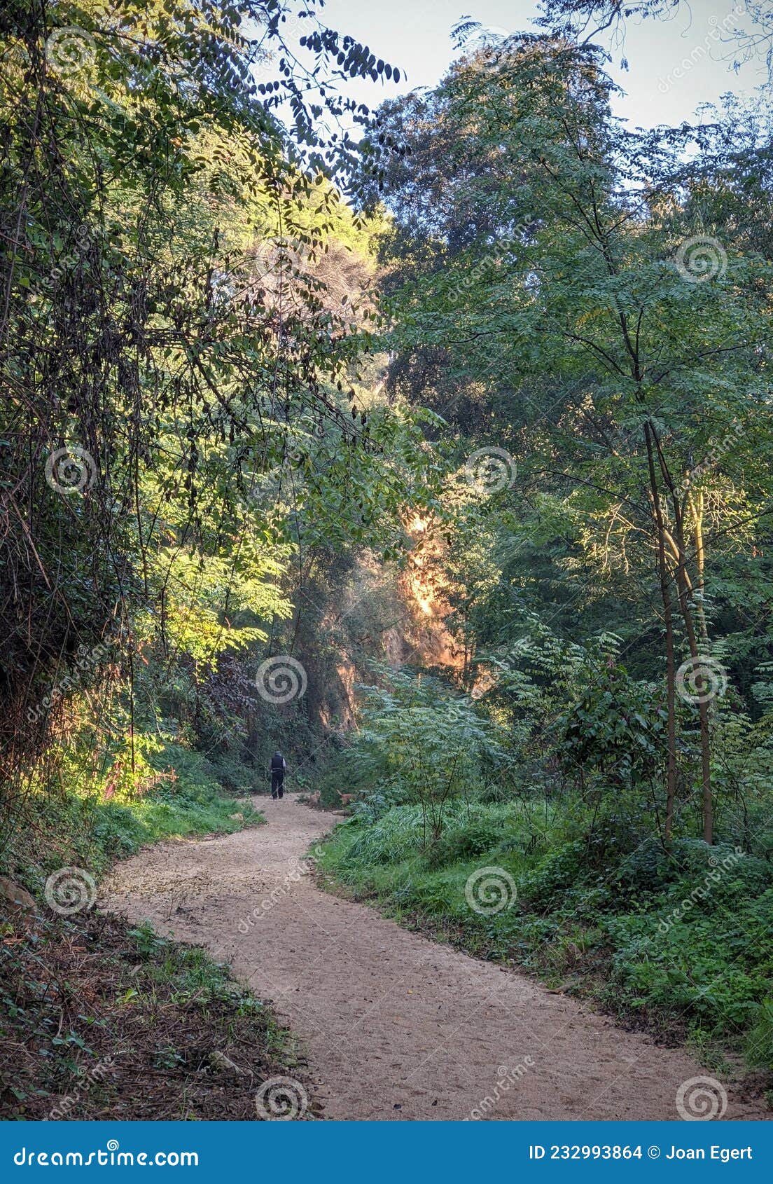 Riverine Forest with Dry Creek Pathway Stock Photo - Image of ...