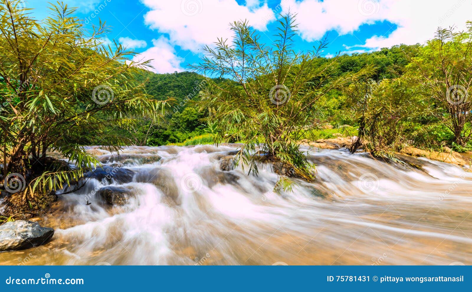Rivers in Big Forests are Abundant. Stock Image - Image of forest ...
